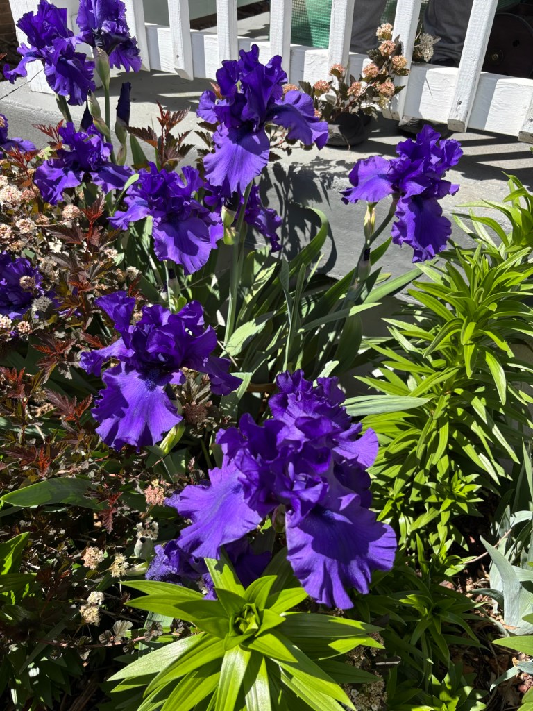What if I’m growing weeds? – Searching for Wildflowers