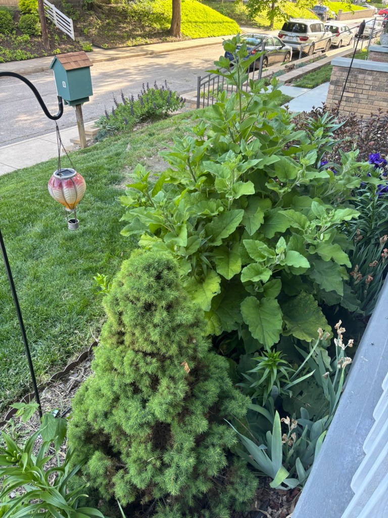 What if I’m growing weeds? – Searching for Wildflowers